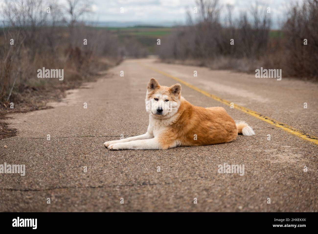 young female akita inu resting on the road in a cloudy day of winter ...