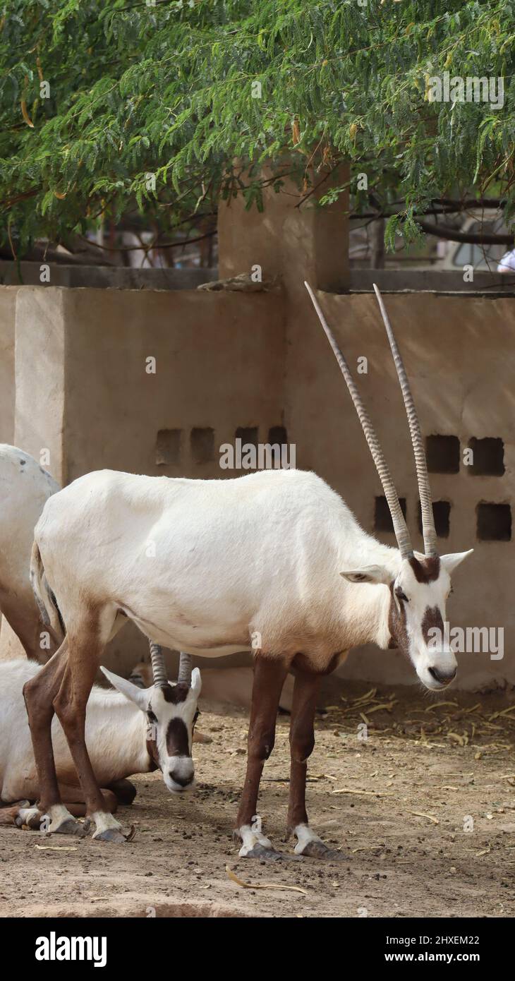 Animals at North Sedra Farm Qatar Stock Photo - Alamy