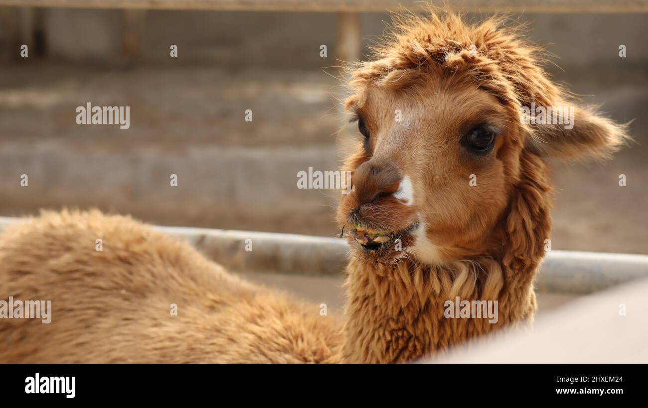 Animals at North Sedra Farm Qatar Stock Photo - Alamy