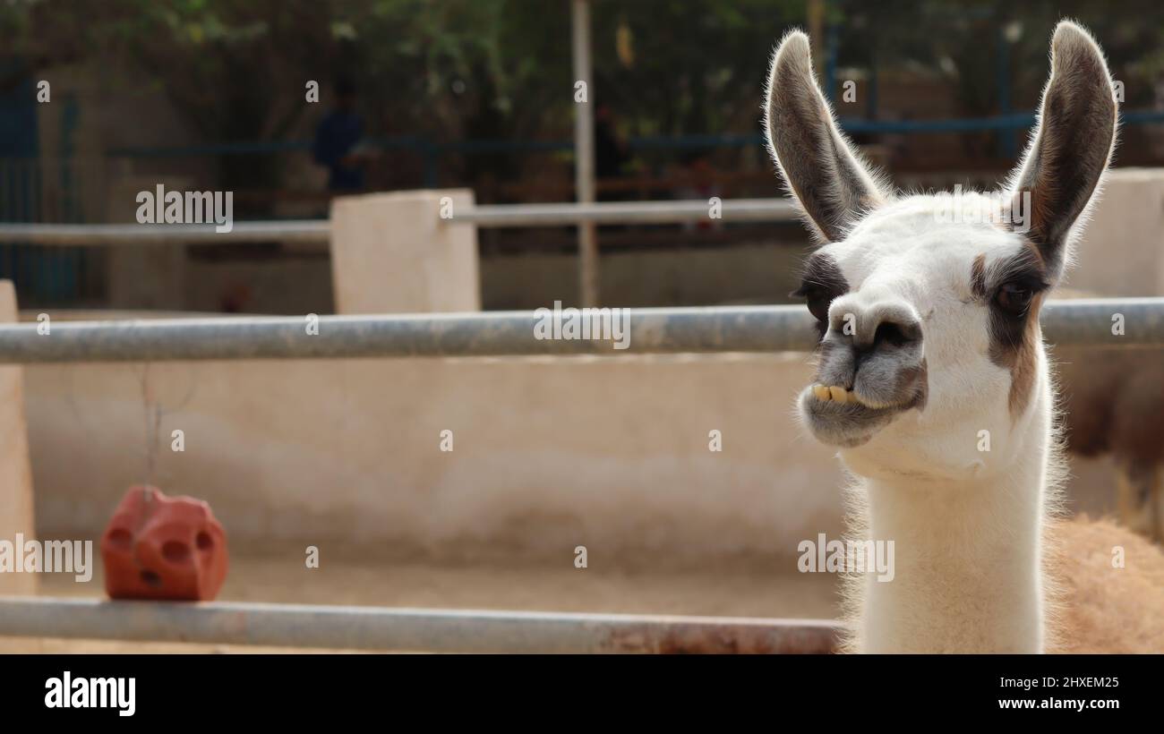 Qatari farm hi-res stock photography and images - Alamy