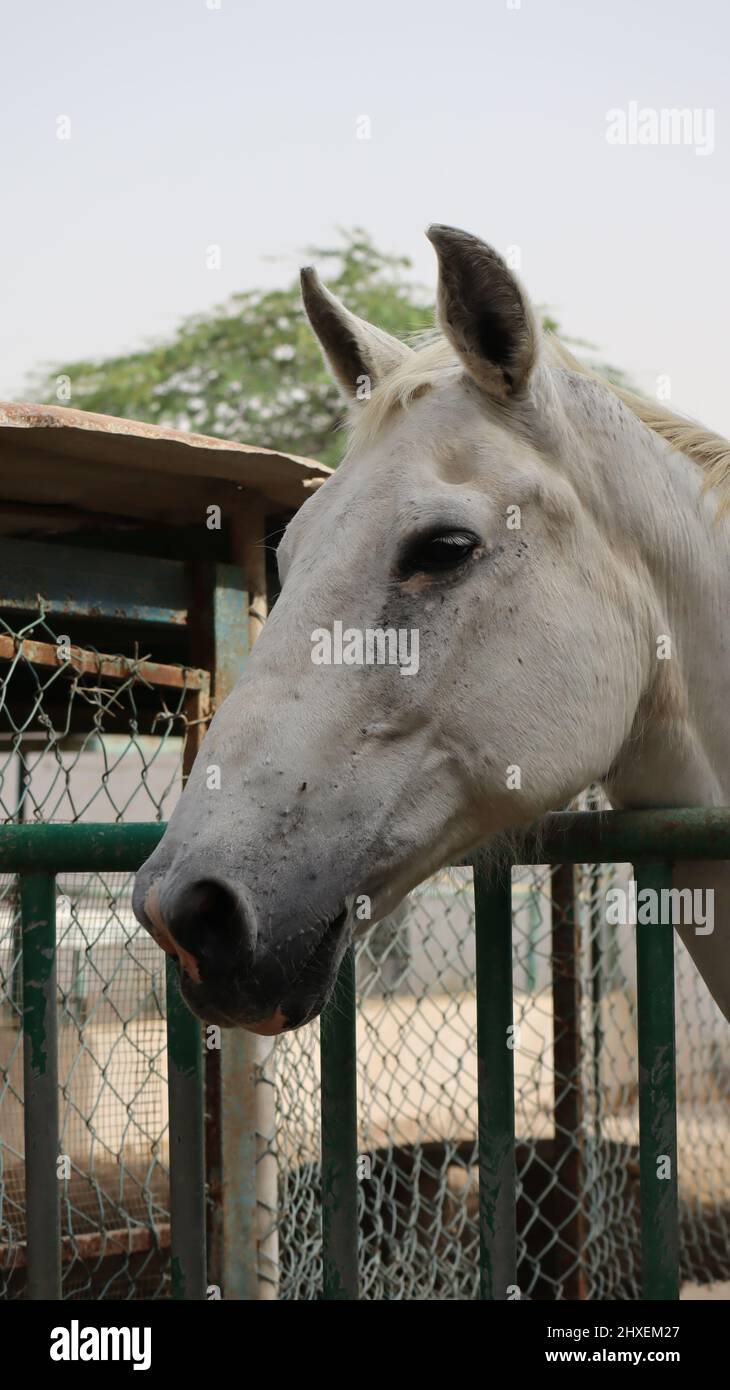 Qatari farm hi-res stock photography and images - Alamy