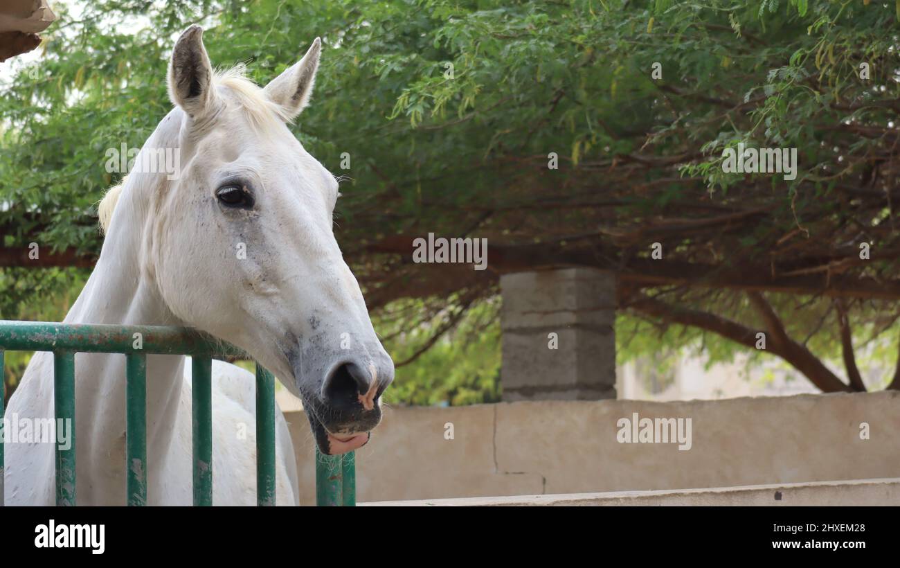 Qatari farm hi-res stock photography and images - Alamy