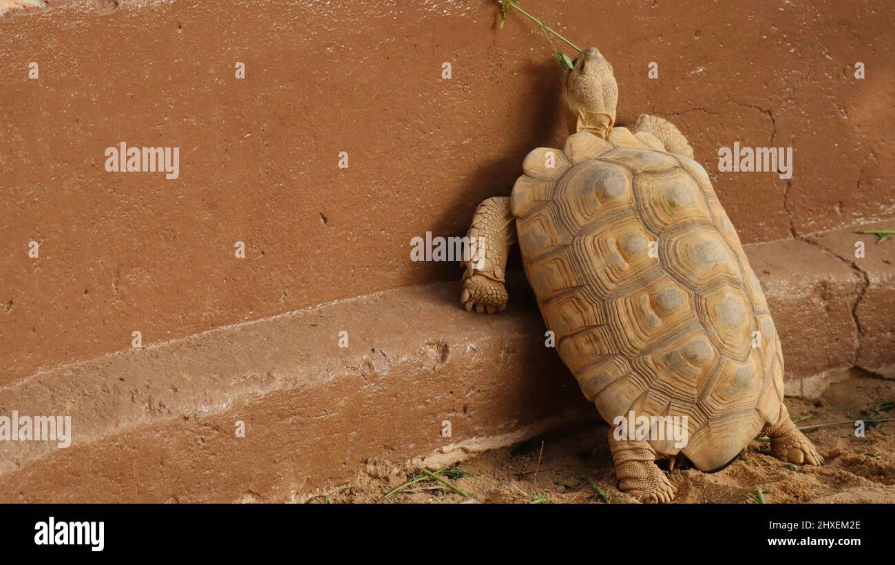 Turtle Animals at North Sedra Farm Qatar Stock Photo - Alamy