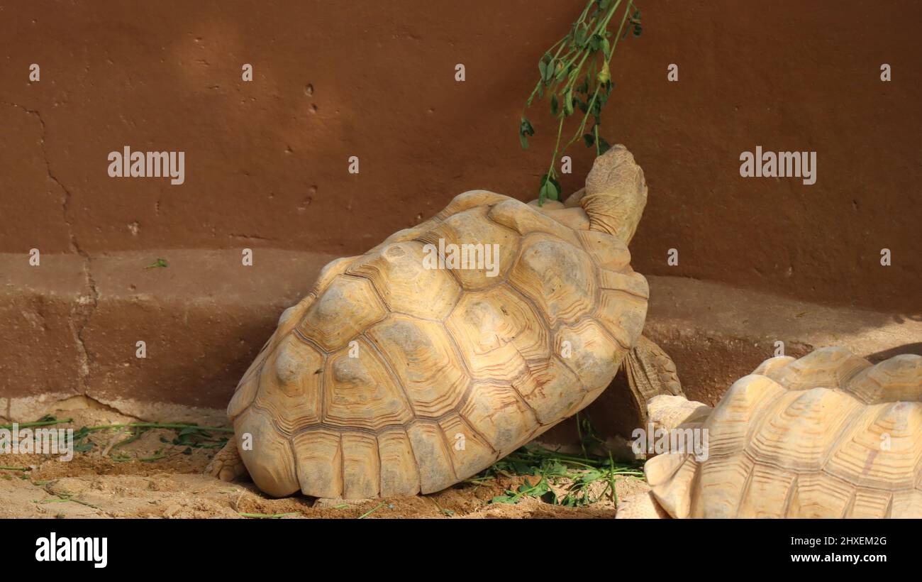 Turtle Animals at North Sedra Farm Qatar Stock Photo - Alamy