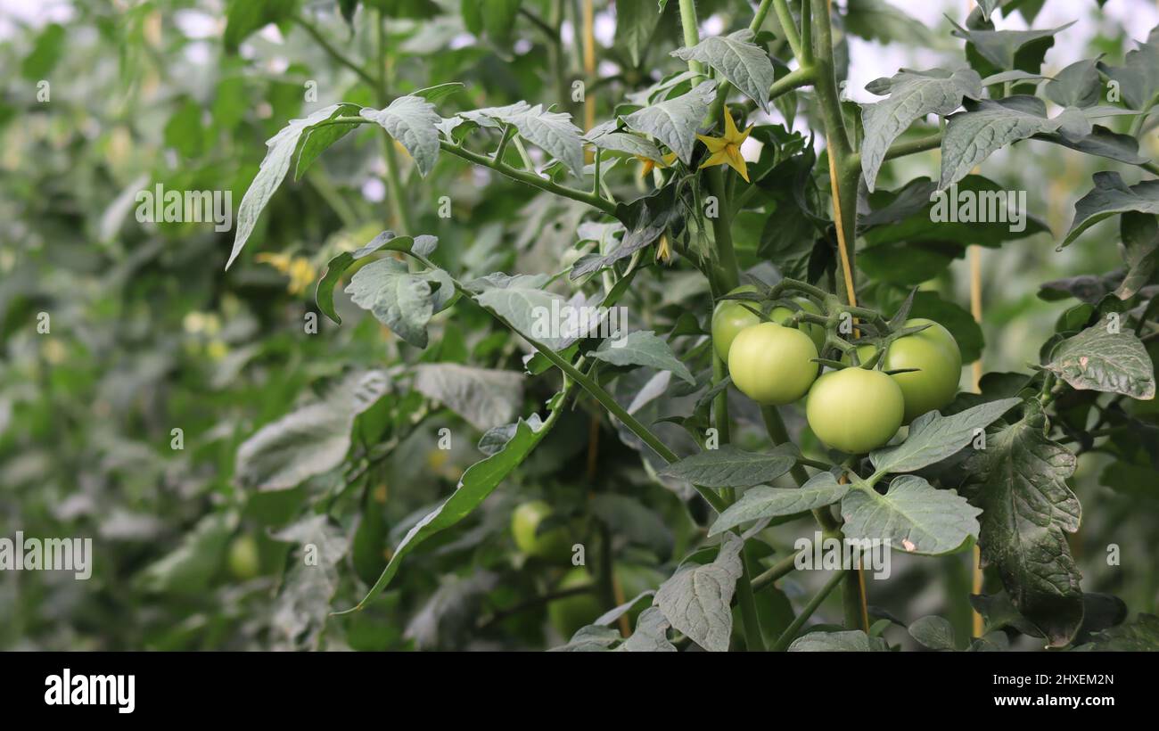 Tomatoes at North Sedra Farm Qatar Stock Photo - Alamy