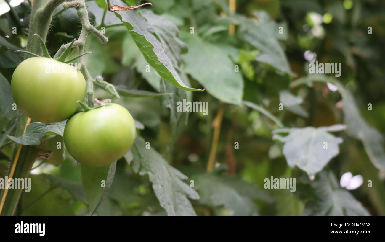 Tomatoes at North Sedra Farm Qatar Stock Photo - Alamy