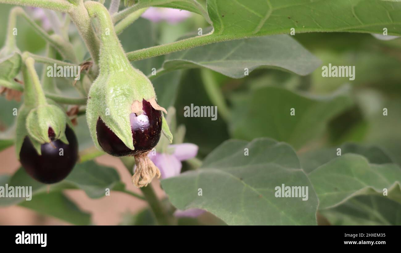 Desert plants qatar hi-res stock photography and images - Alamy