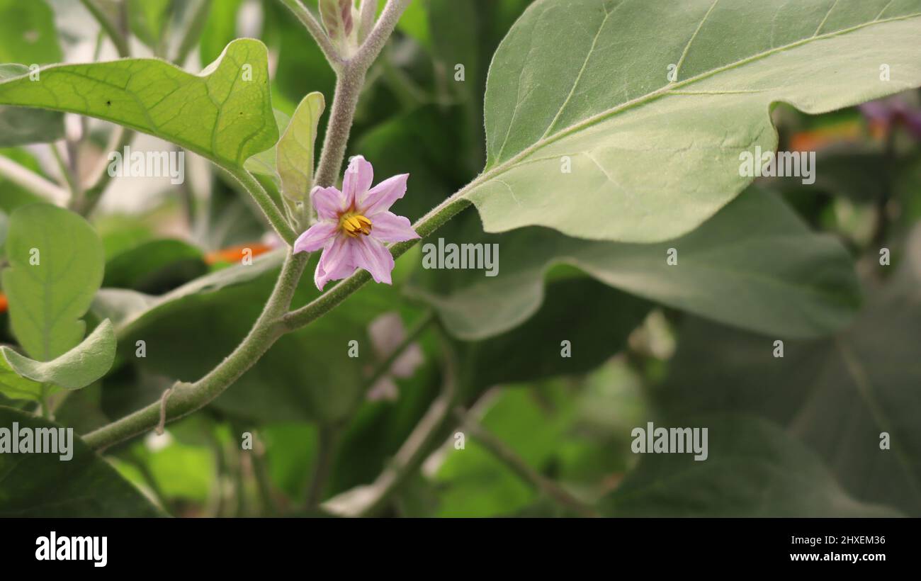 Desert plants qatar hi-res stock photography and images - Alamy