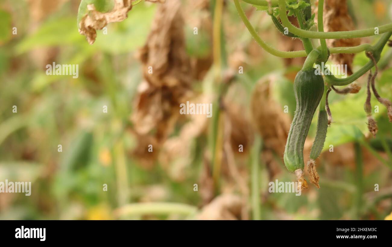 Cucumber at North Sedra Farm Qatar Stock Photo - Alamy