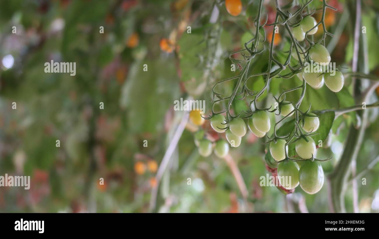 Tomatoes at North Sedra Farm Qatar Stock Photo - Alamy