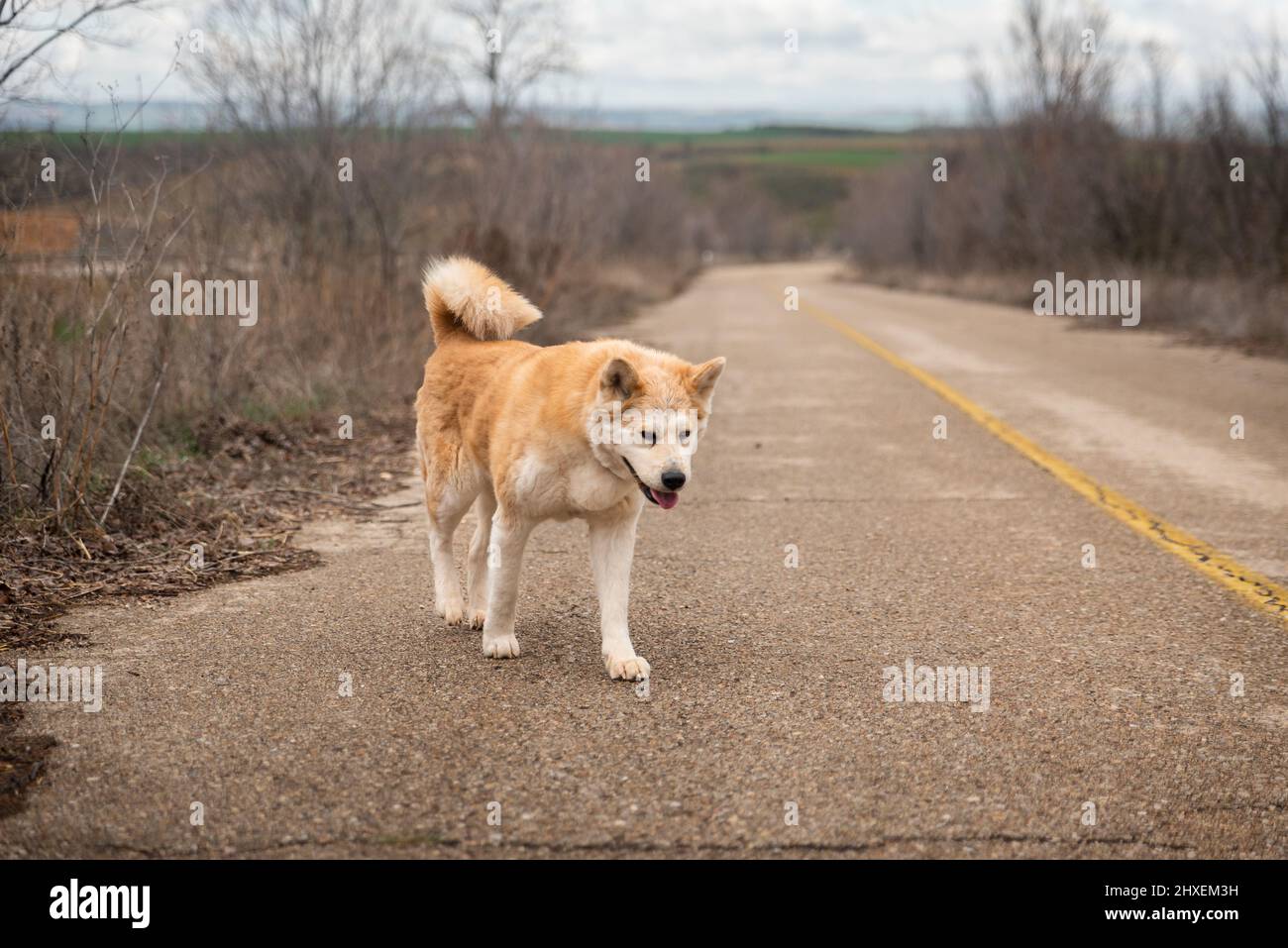 Female akita hi-res stock photography and images - Alamy