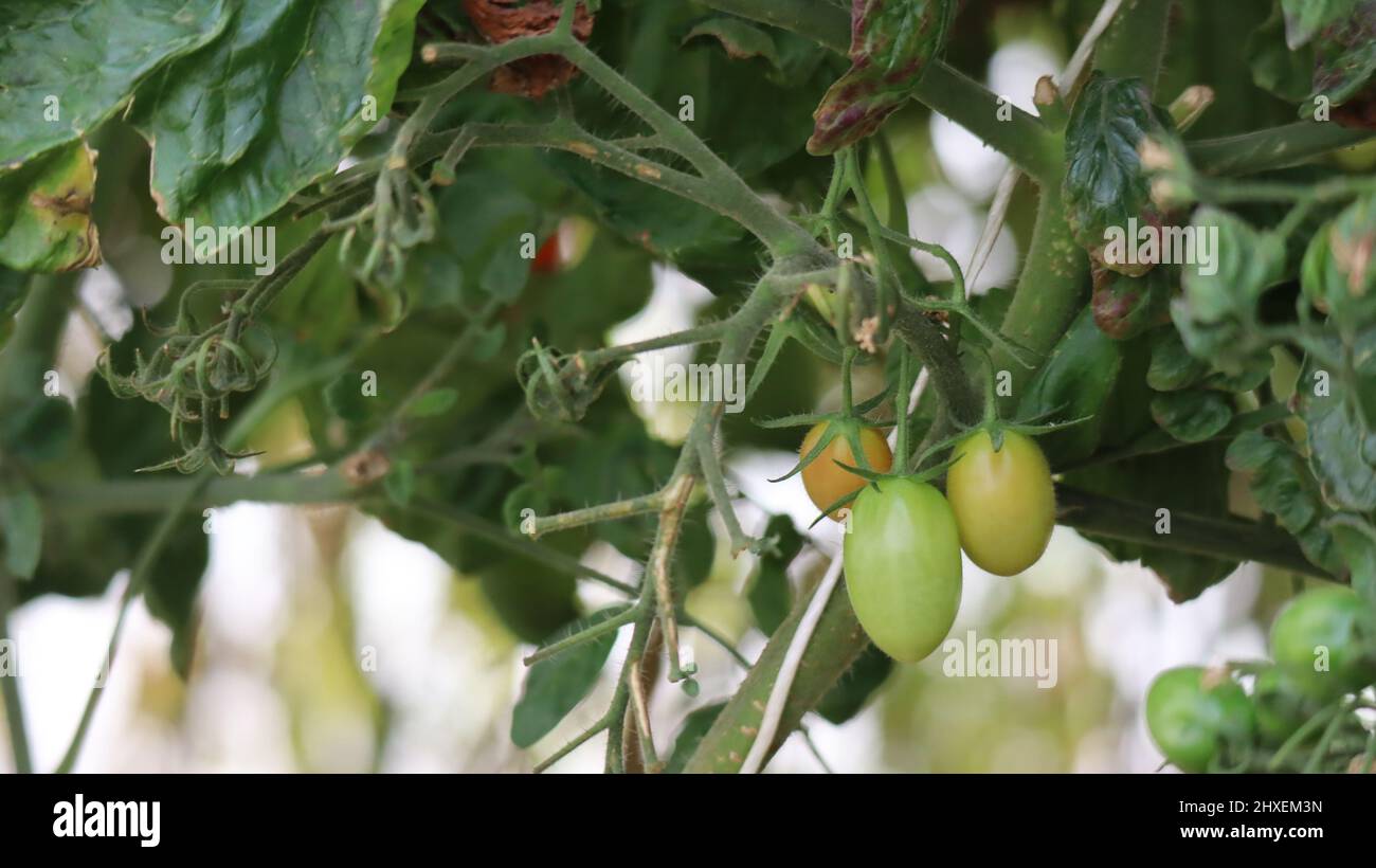 Tomatoes at North Sedra Farm Qatar Stock Photo - Alamy