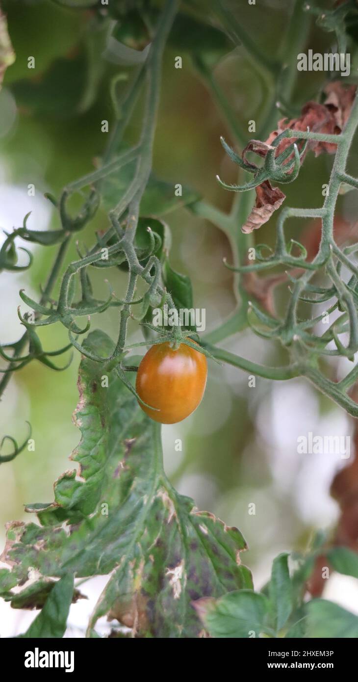 Tomatoes at North Sedra Farm Qatar Stock Photo - Alamy