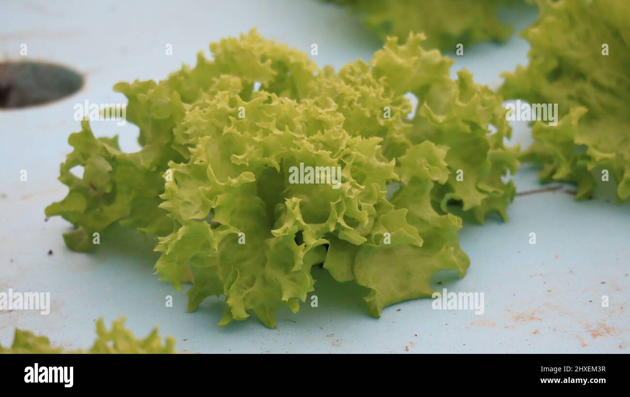 Vegetables at North Sedra Farm Qatar Stock Photo - Alamy