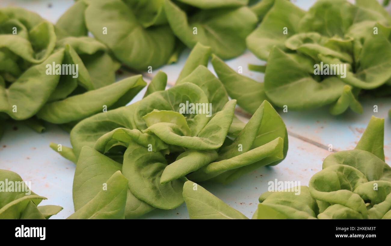 Vegetables at North Sedra Farm Qatar Stock Photo - Alamy