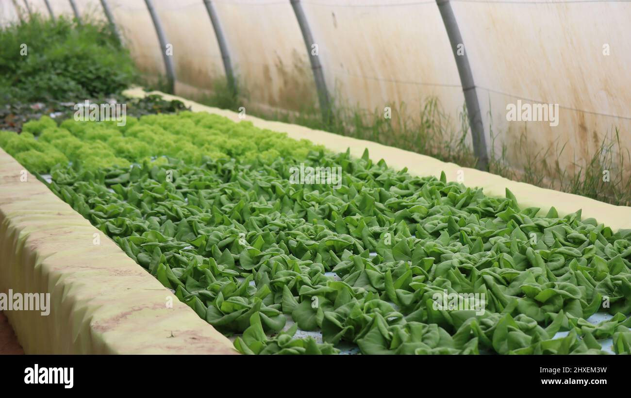Vegetables at North Sedra Farm Qatar Stock Photo - Alamy