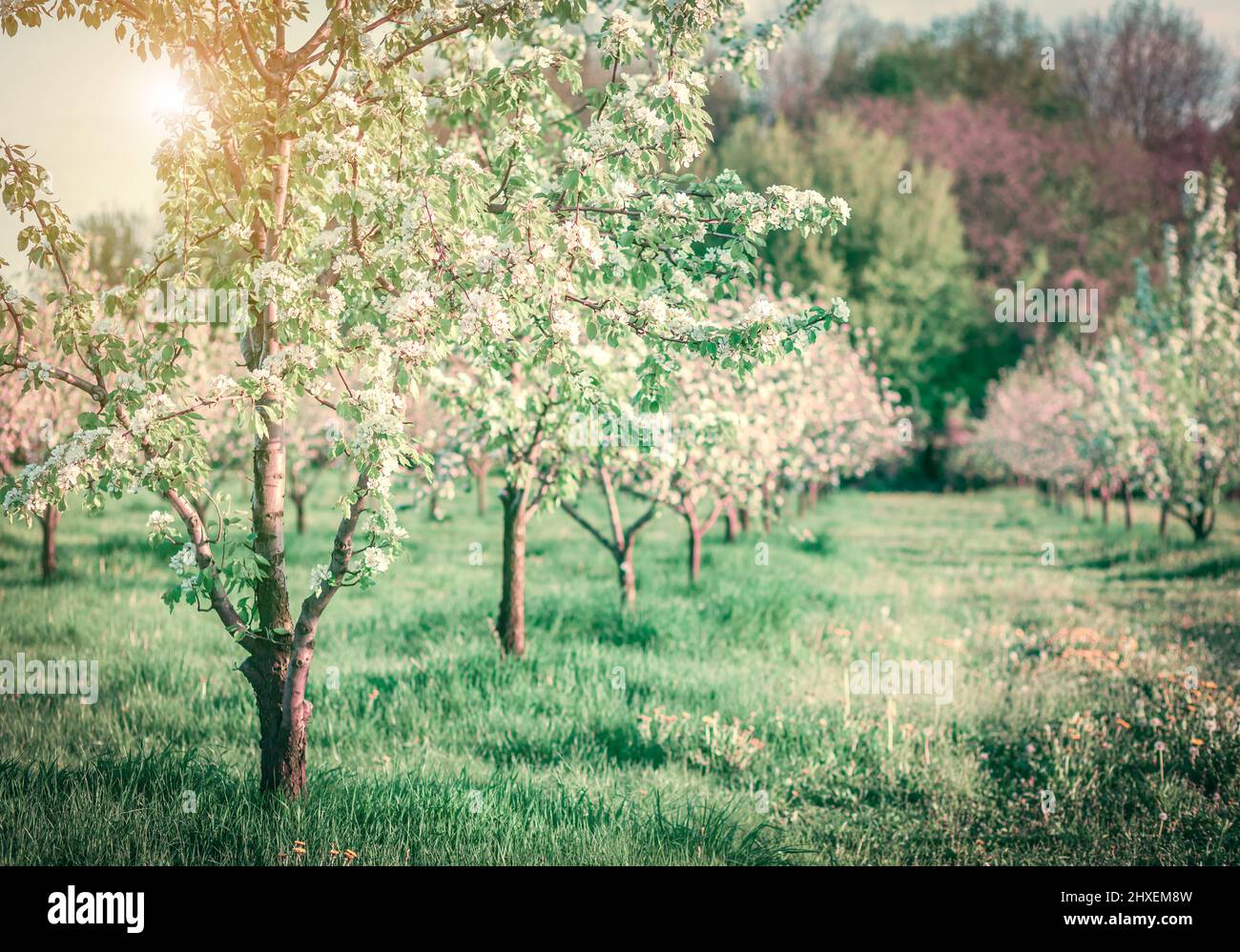 Blossoming apple orchard in spring. Picturesque and gorgeous scene ...
