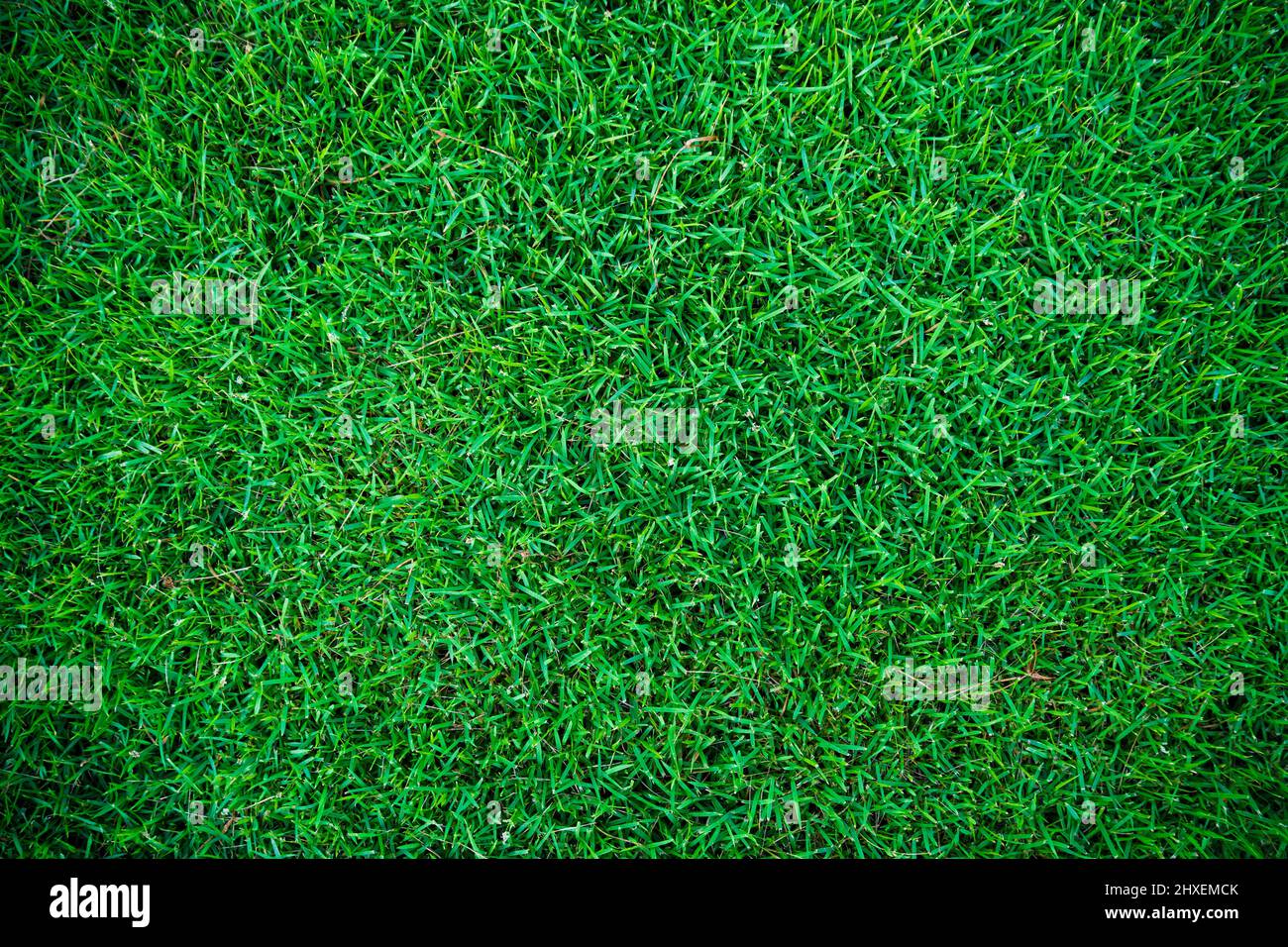 Abstract green grass botsnical background top view green grass ...