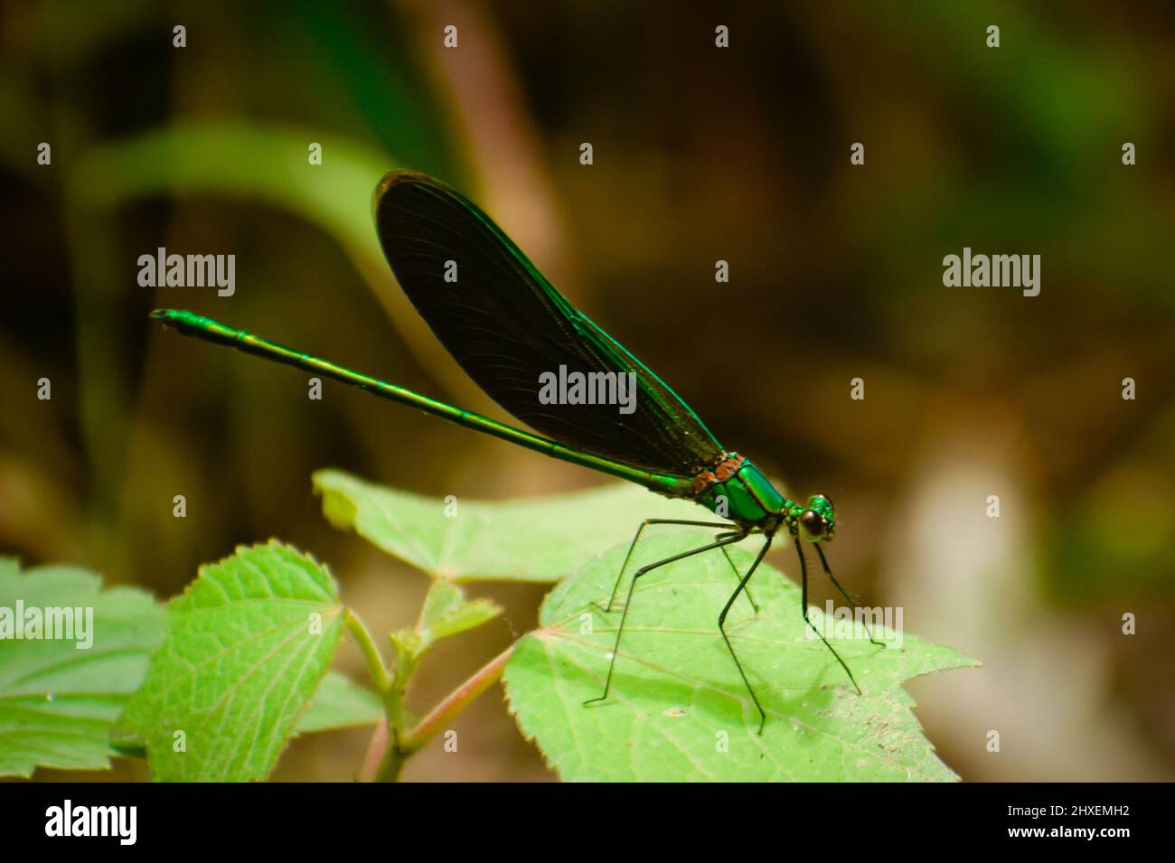 wonderful damselfly sitting on a branch. stream glory male (neurobasis ...