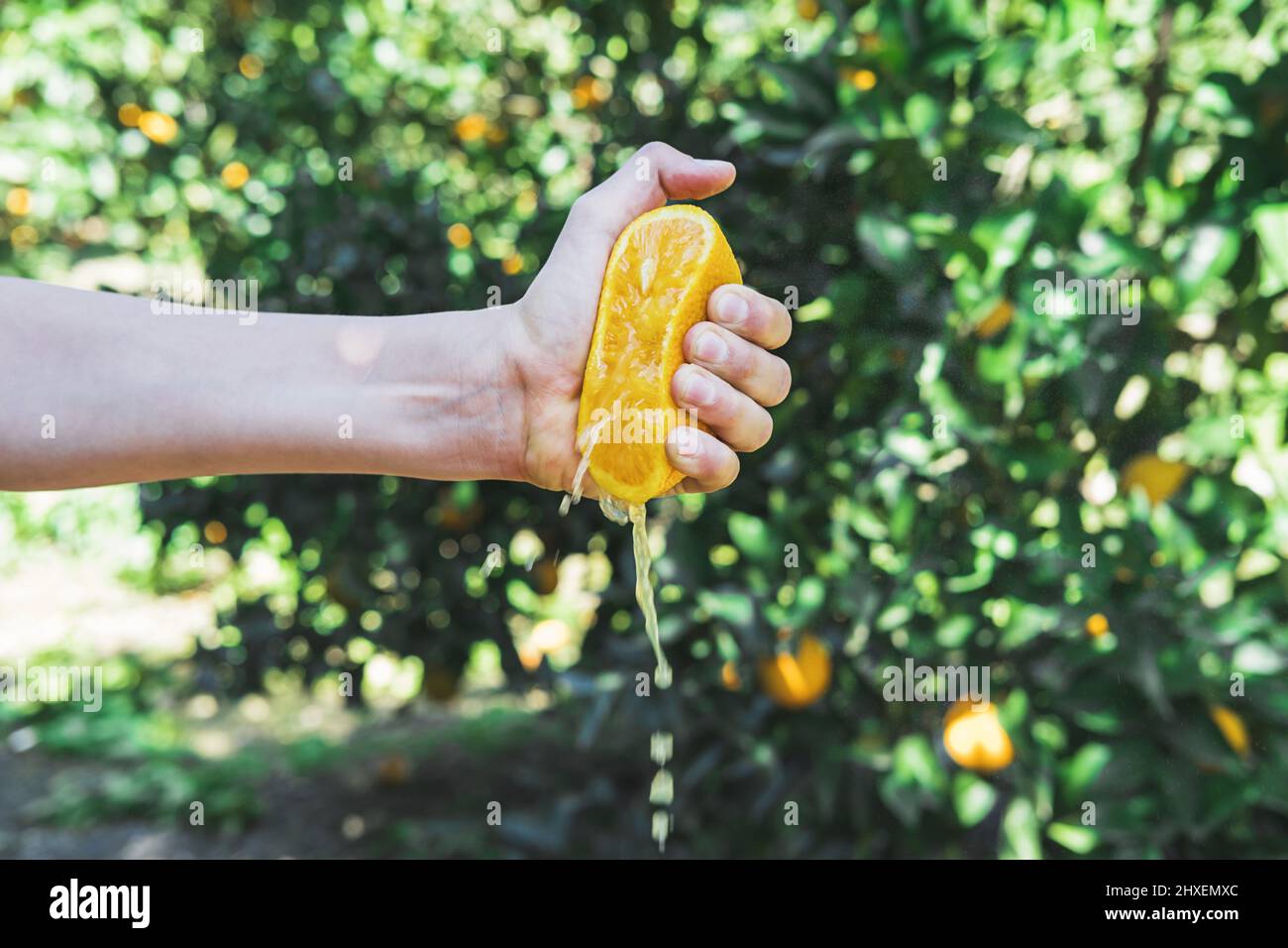 A human hand crushes half of a juicy orange Stock Photo - Alamy