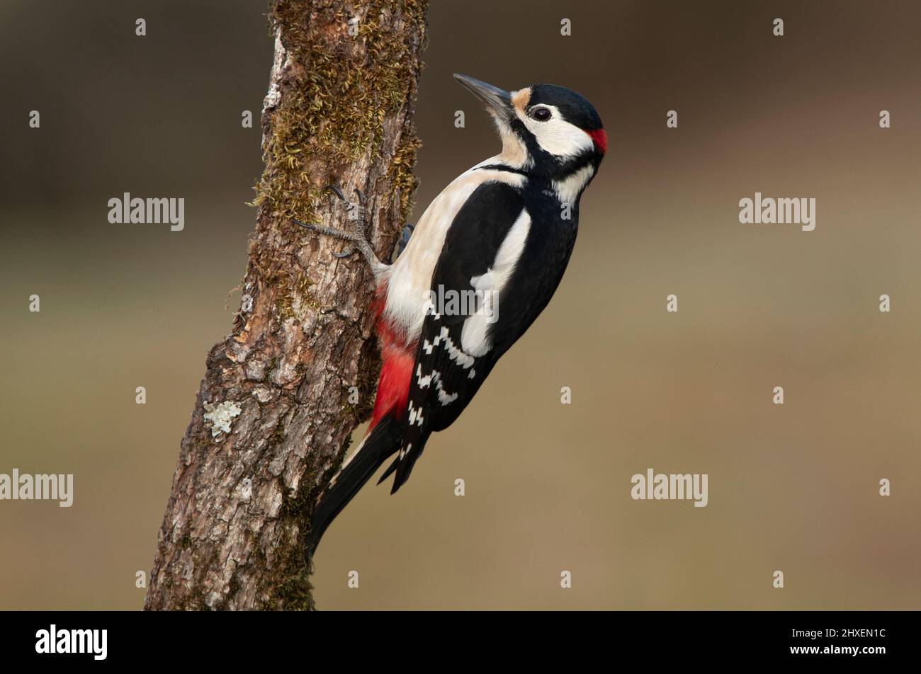 Great spotted woodpecker male in the last light of a spring day in an ...