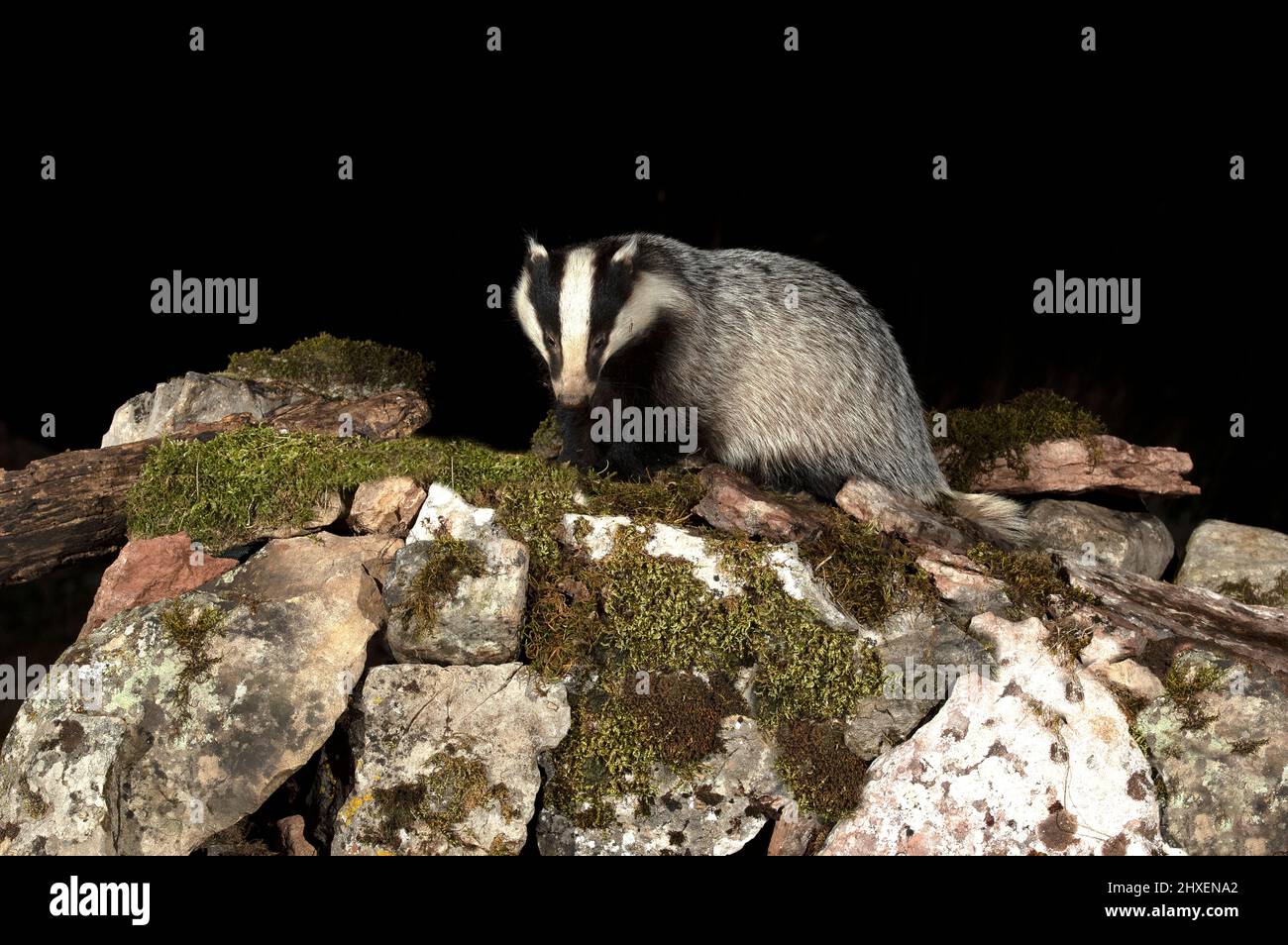 Badger eye hi-res stock photography and images - Alamy