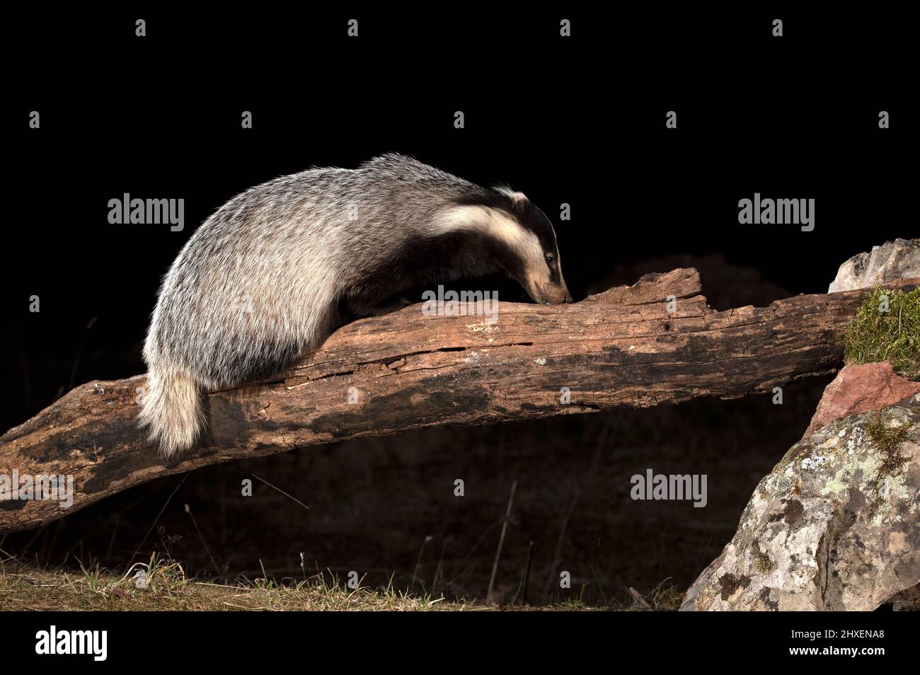European badger male searching for food within his territory in the ...