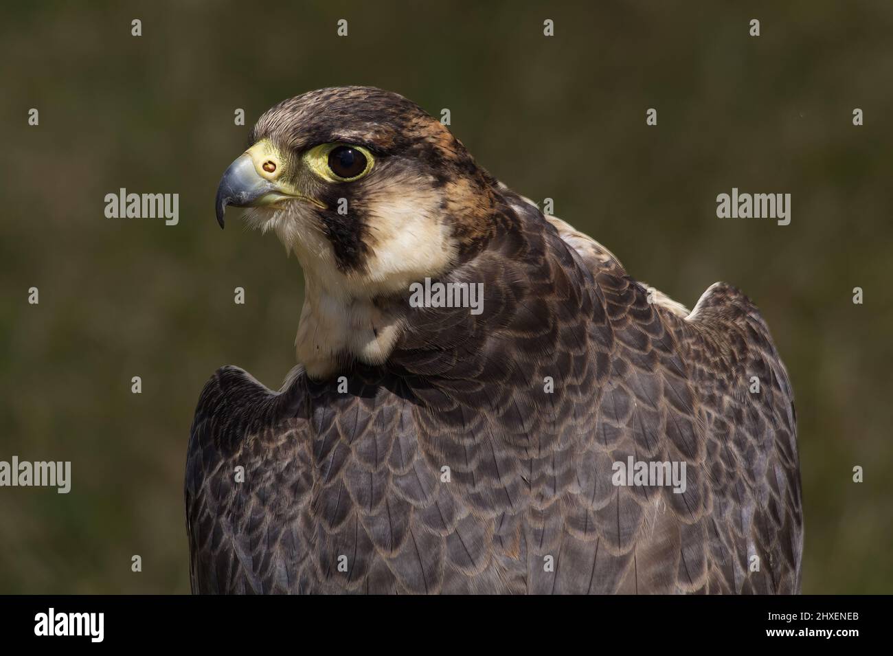Portrait of the head of a Barbary Falcon, Falco peregrinus ...