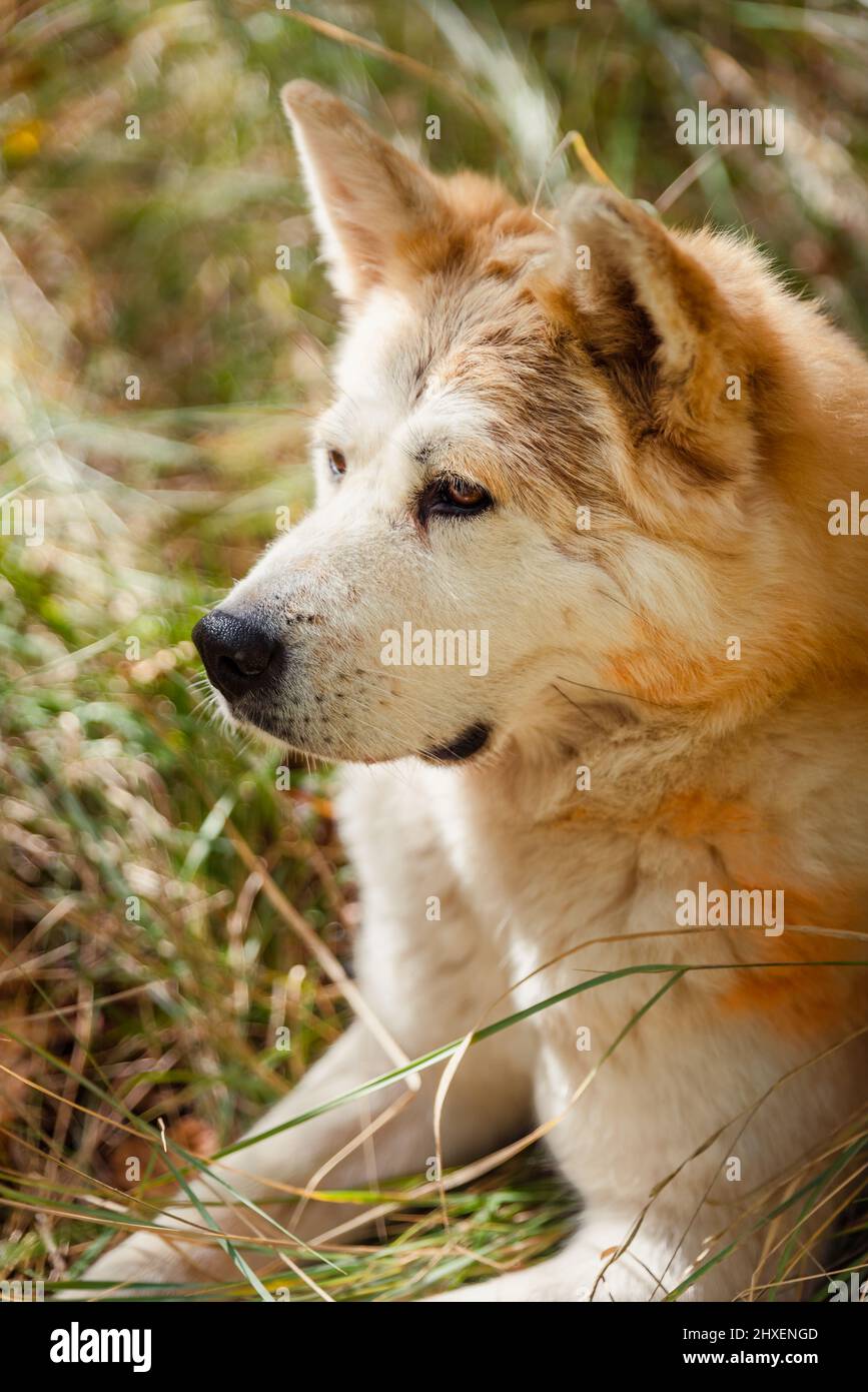 portrait of a young female akita inu in the forest. Sapin Stock Photo ...