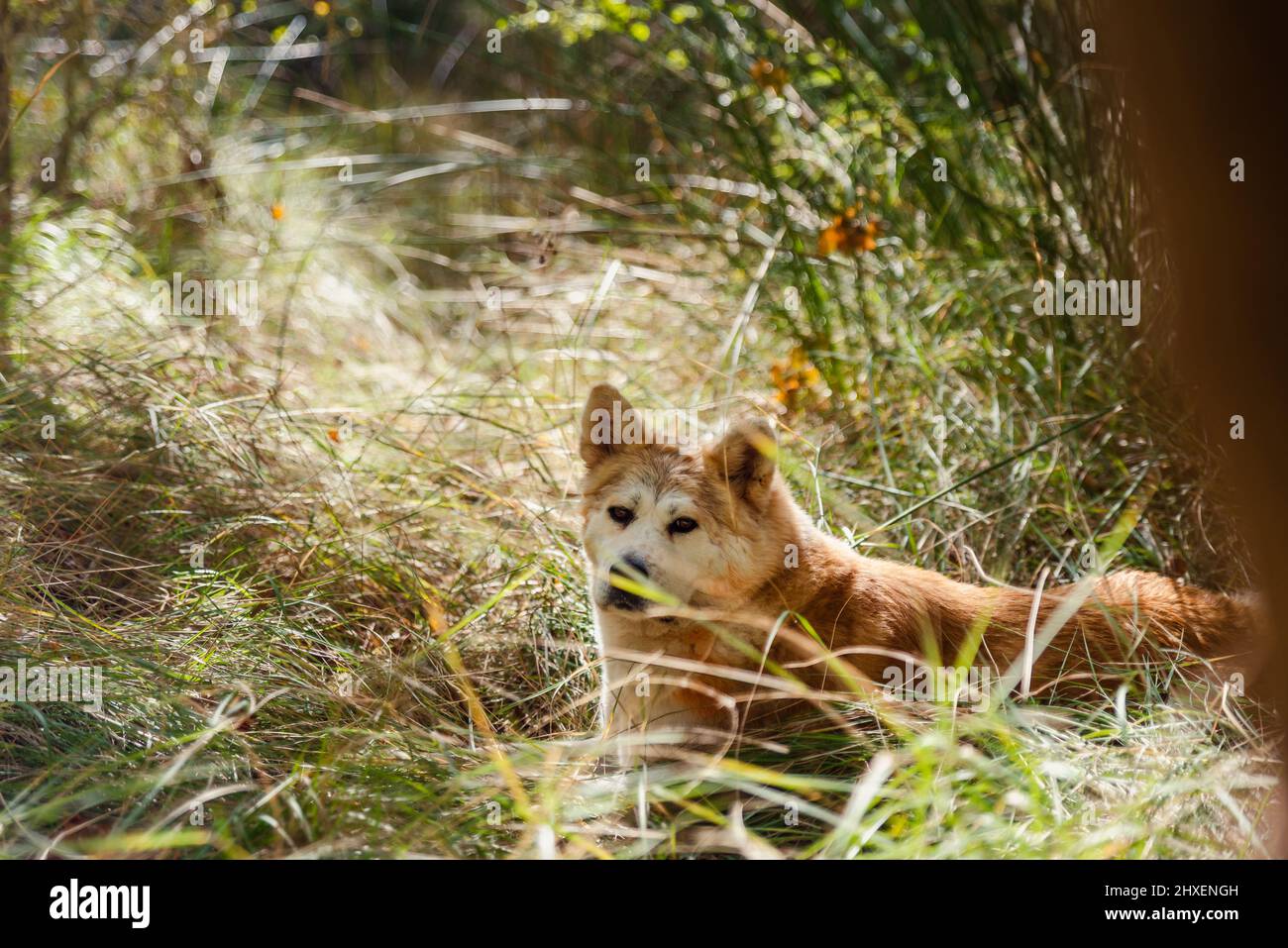 portrait of a young female akita inu in the forest. Sapin Stock Photo ...