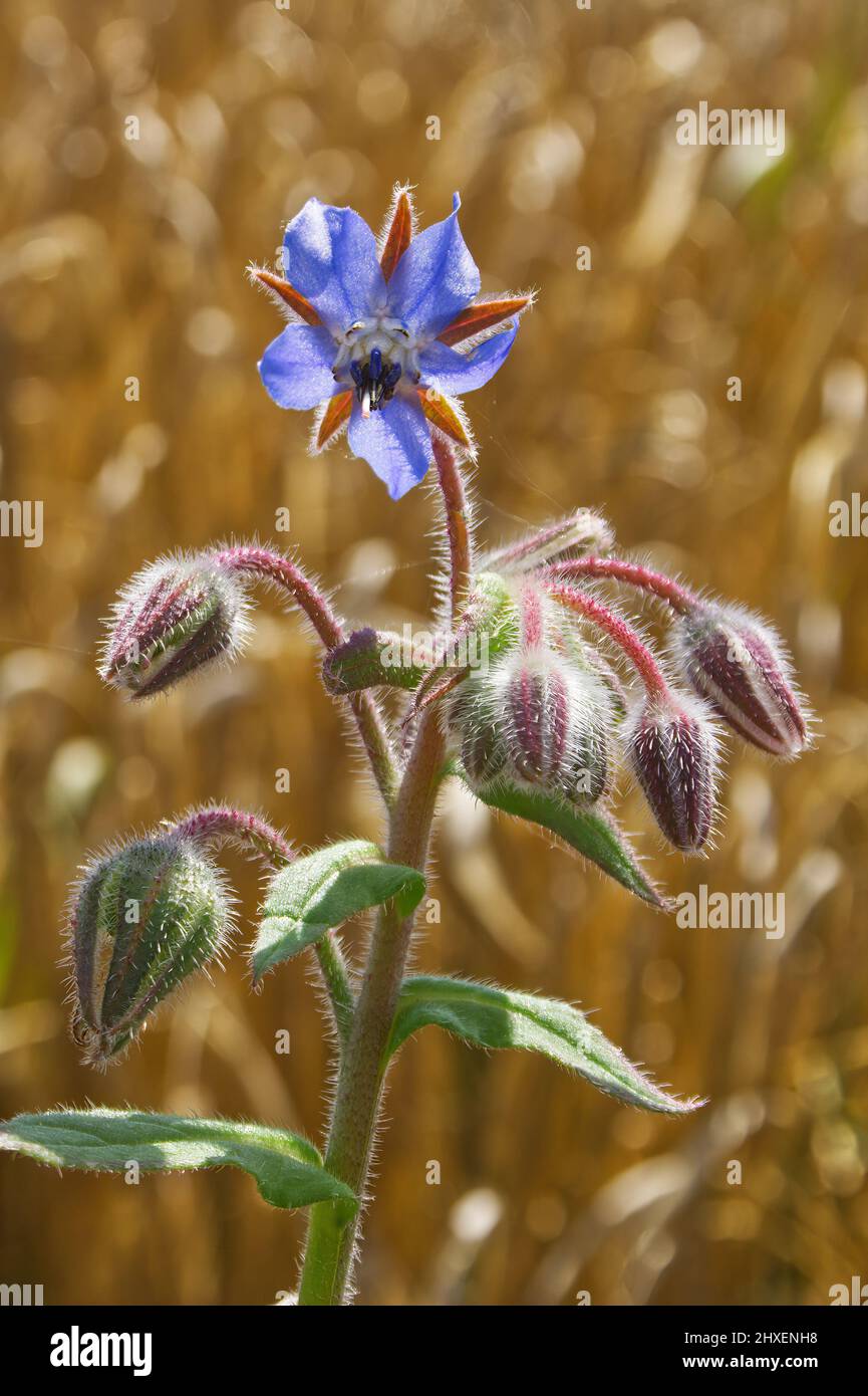 A borage plant at the edge of a wheat field Stock Photo - Alamy