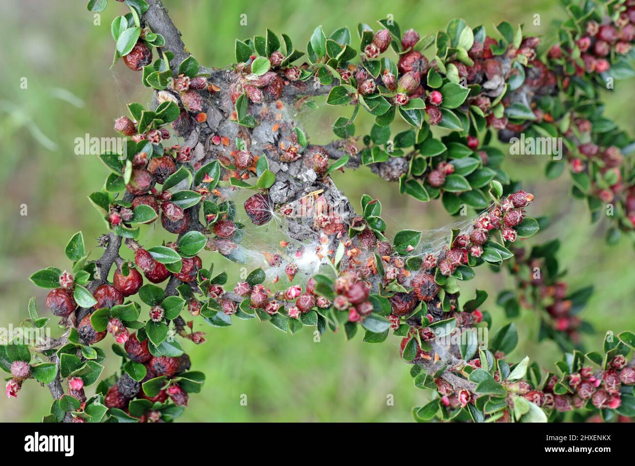 Ancylis tineana is a moth of the family Tortricidae. Larvae ...