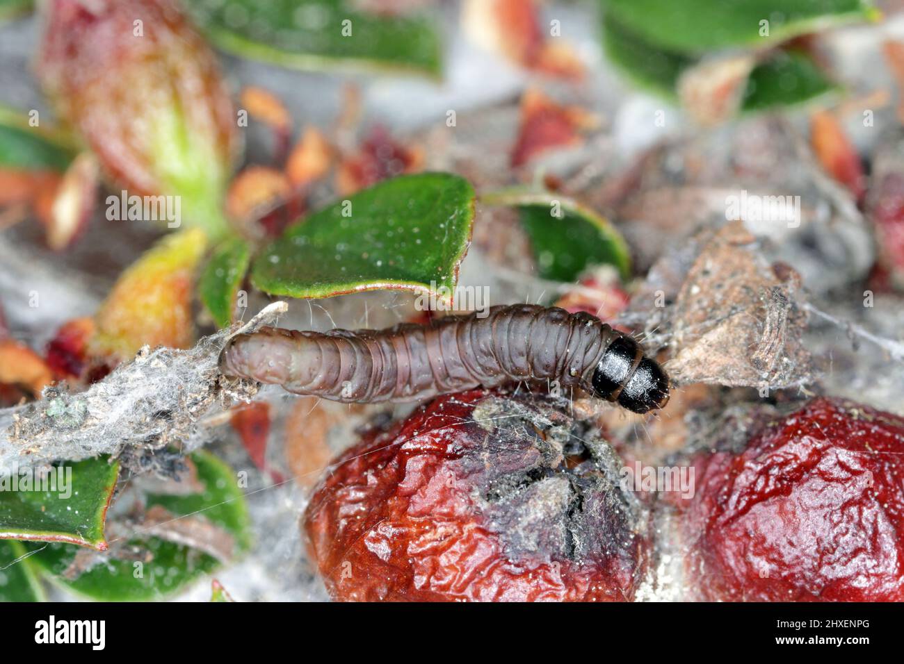 Ancylis tineana is a moth of the family Tortricidae. Larvae ...