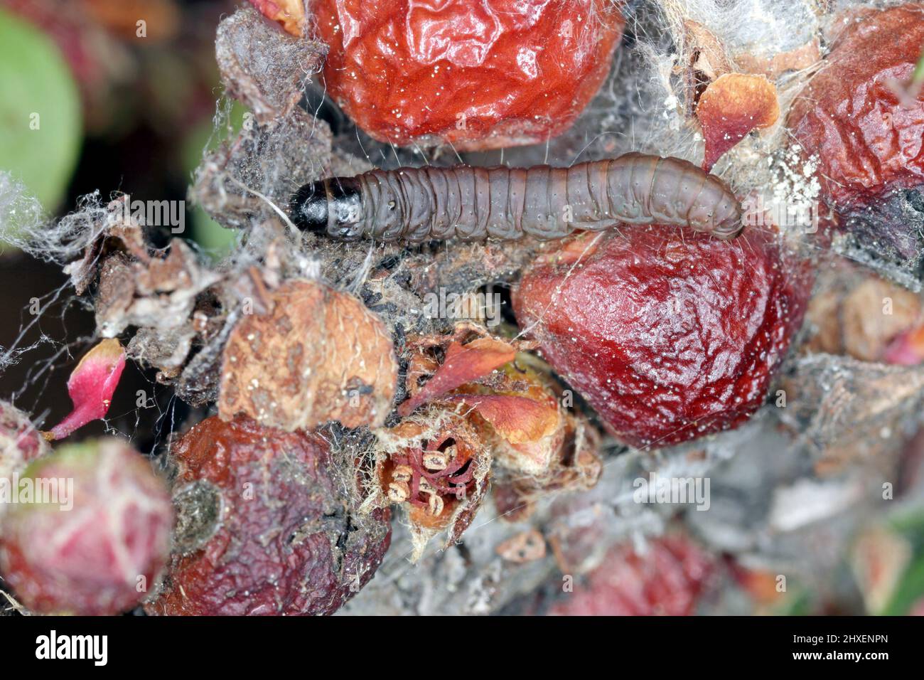 Ancylis tineana is a moth of the family Tortricidae. Larvae ...