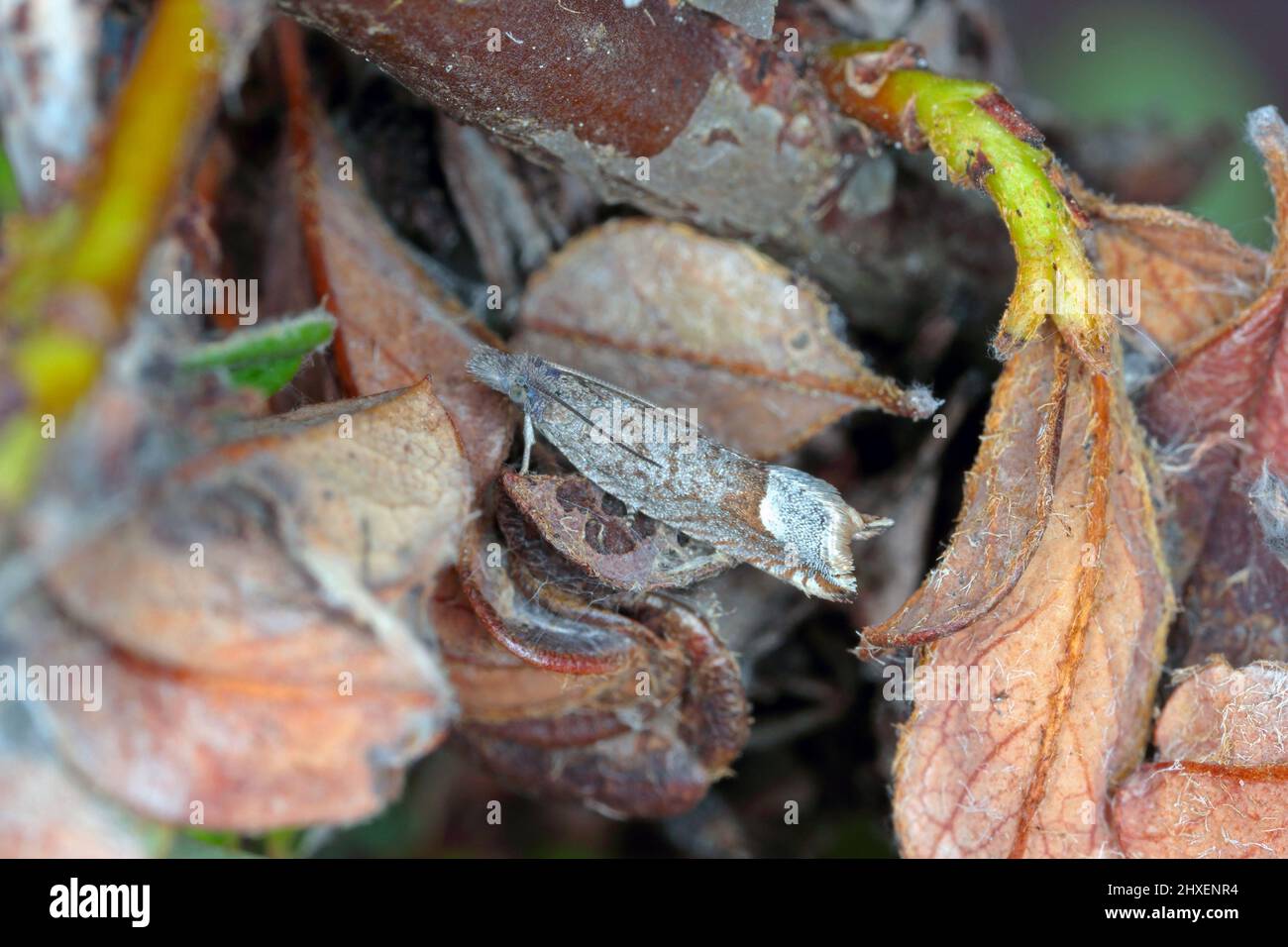 Ancylis tineana is a moth of the family Tortricidae. Larvae ...