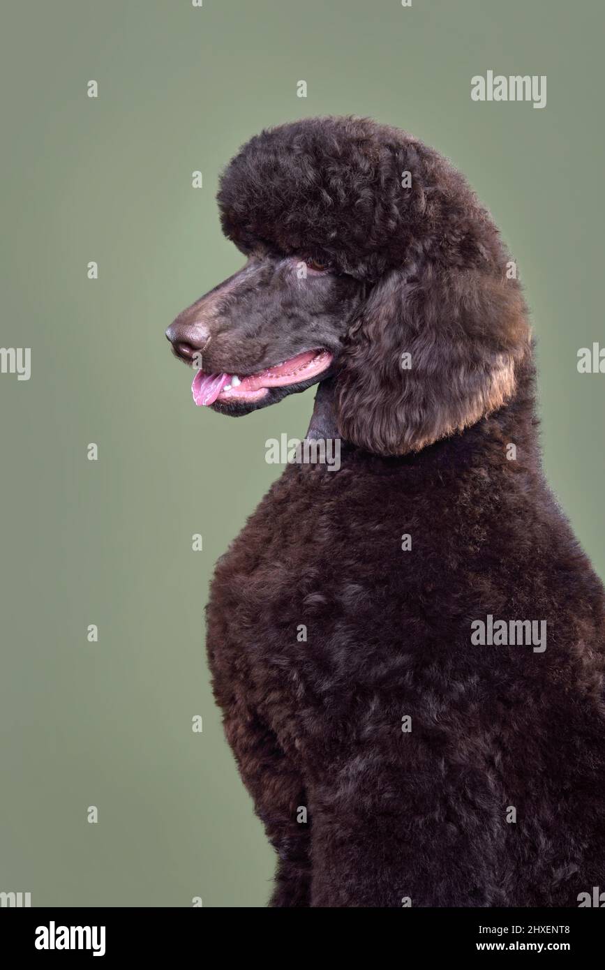 Puppy of chocolate standard poodle sitting on green background Stock ...