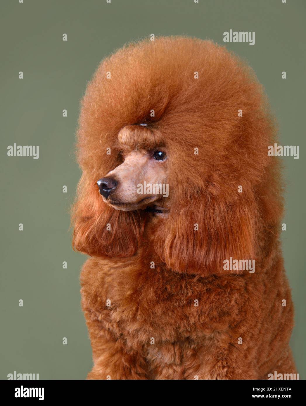 Portrait of apricot toy poodle sitting on a green background Stock ...