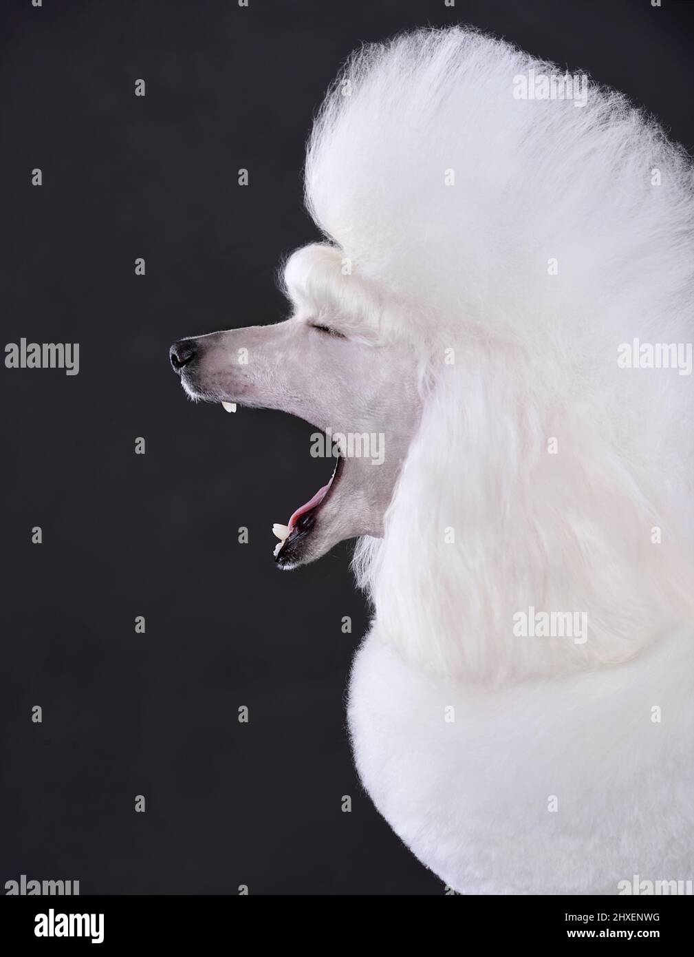 Yawning beautiful white toy poodle against black background Stock Photo ...