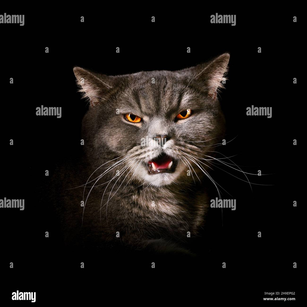 Portrait of angry gray cat on a black background Stock Photo - Alamy