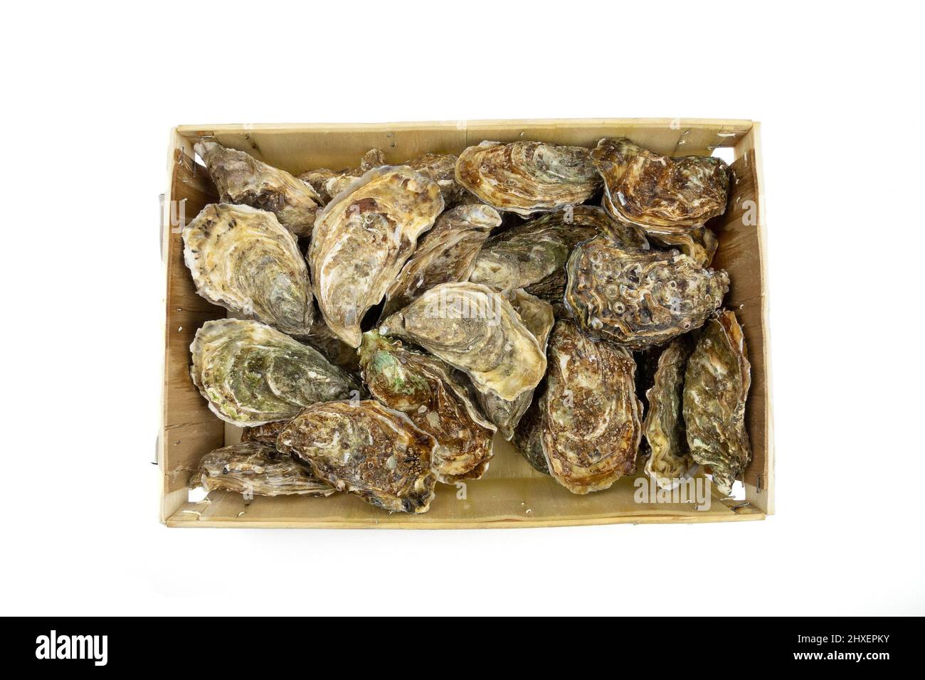 top view oysters in a hamper on a white background Stock Photo - Alamy