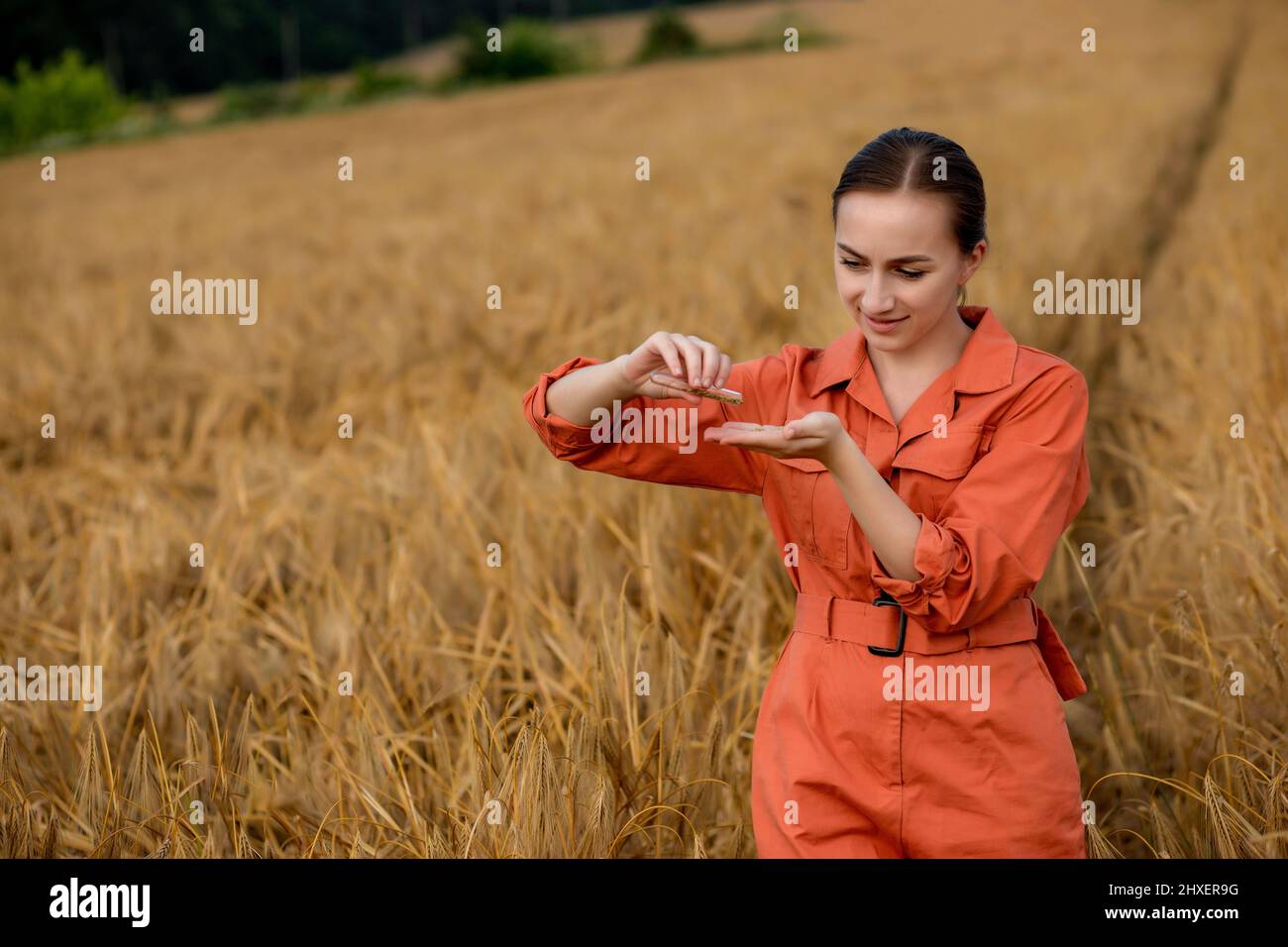 A female farmer or agronomist is pouring wheat grains in his hands ...