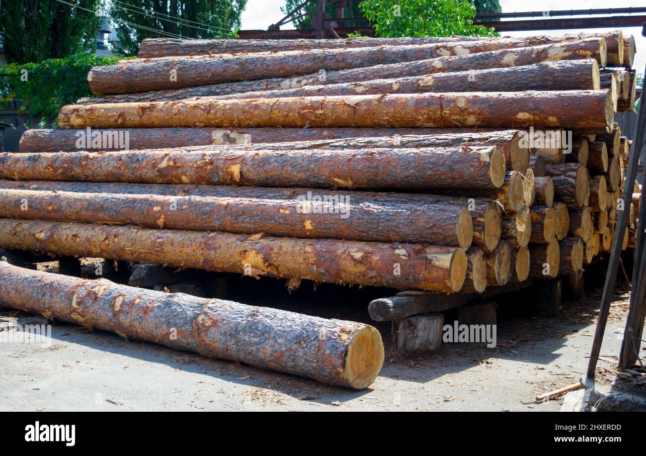 Sawmill. Warehouse timber stack of Logs of pine for sawing beams boards lumber Stock Photo - Alamy