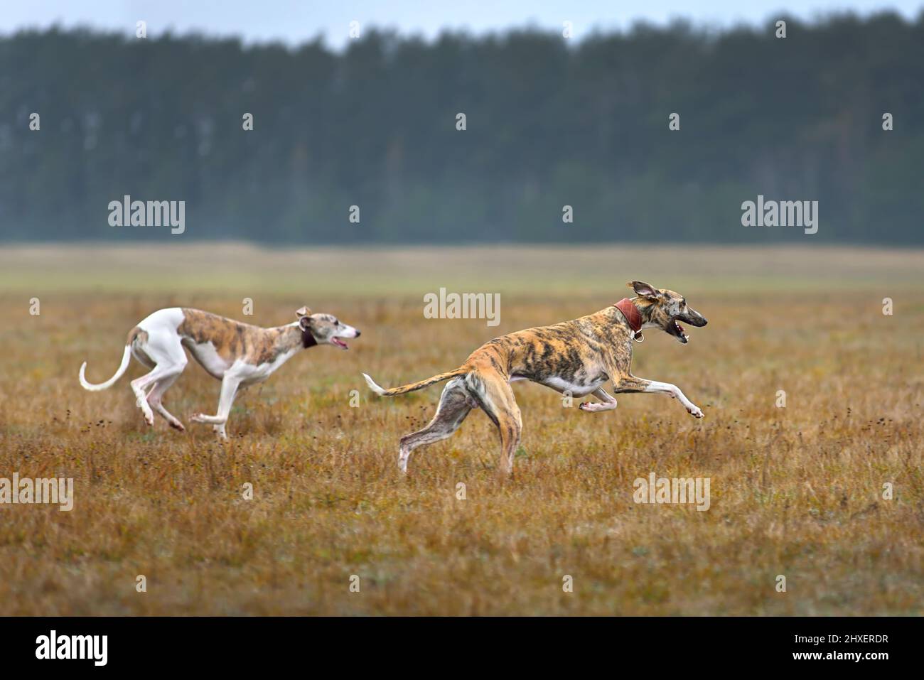 Two whippets hi-res stock photography and images - Alamy