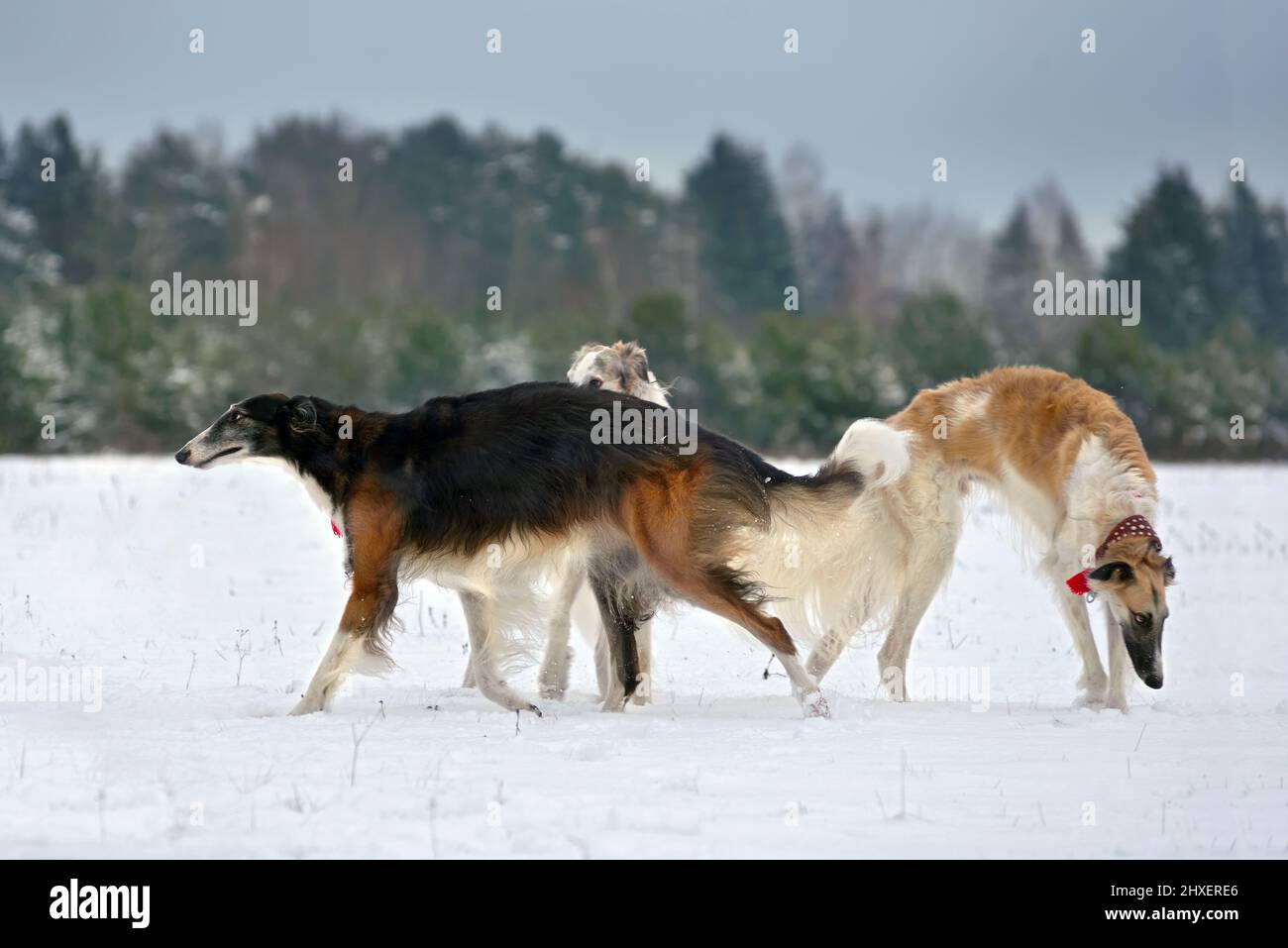 Beautiful russian borzoi dogs running through a rural winter field ...