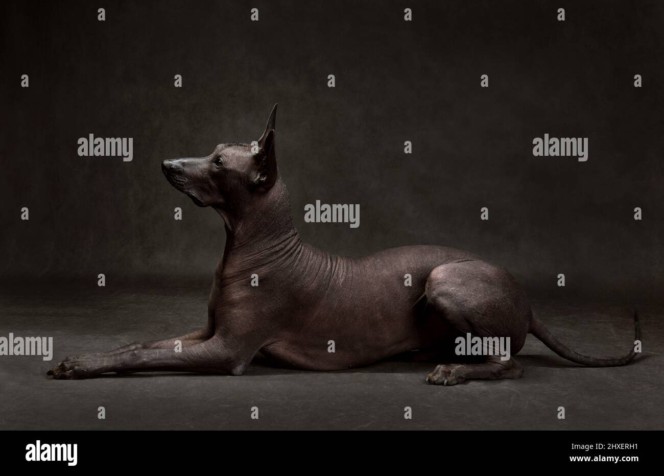 Anubis silhouette hi-res stock photography and images - Alamy