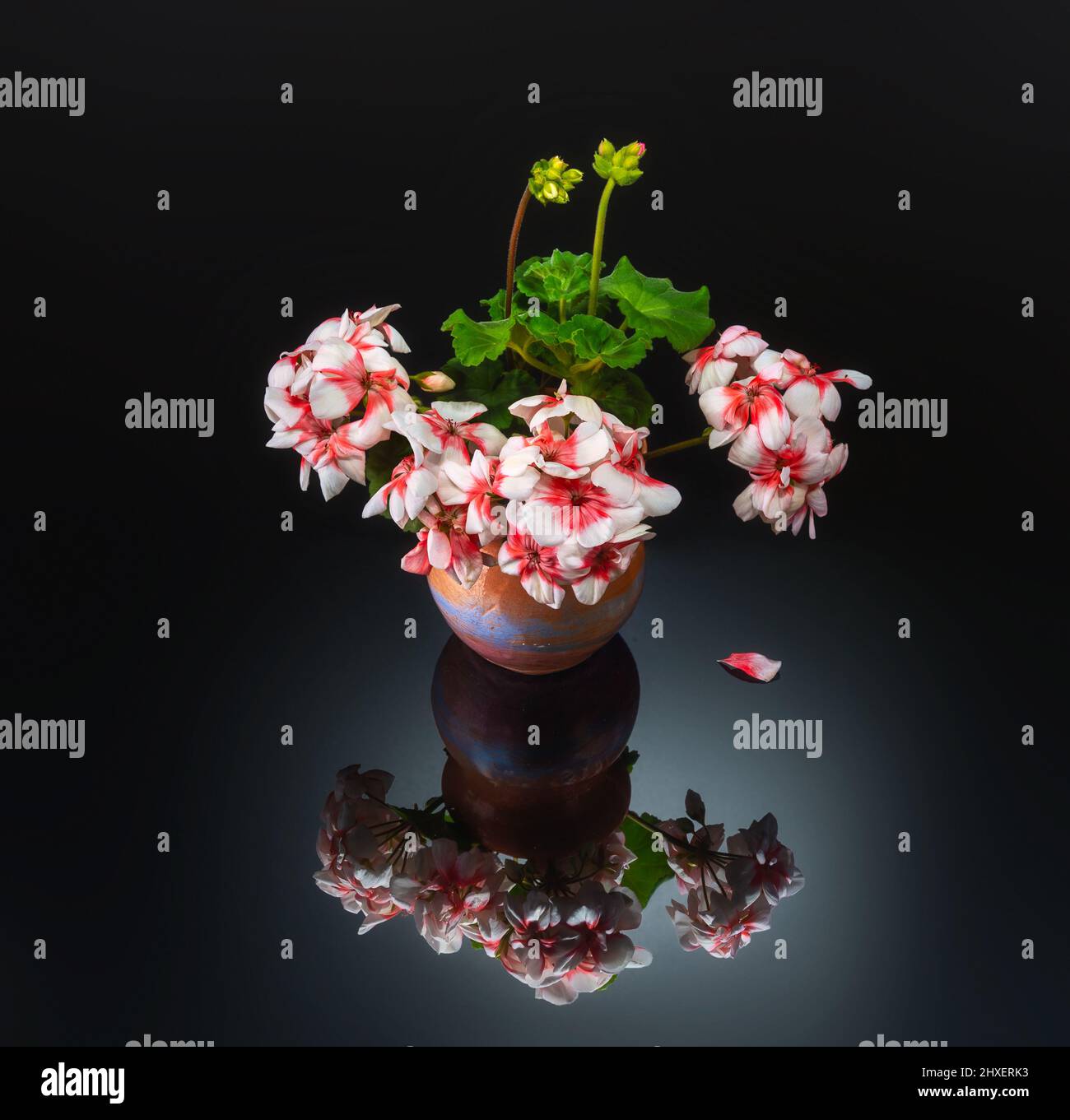 Bouquet of blooming geraniums in a ceramic vase on a dark background ...