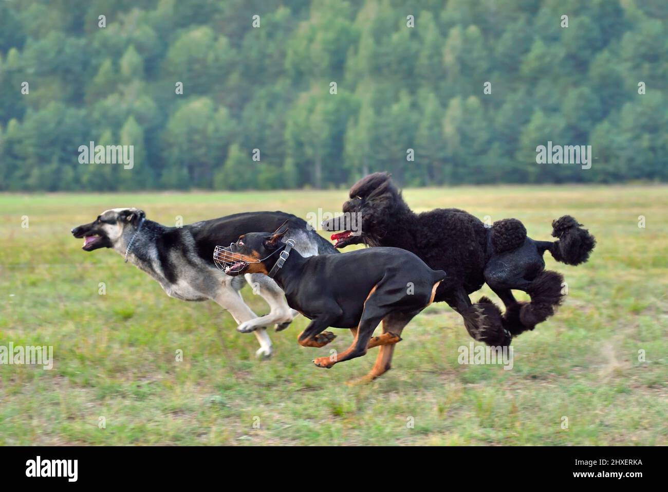 Standard poodle hunting hi-res stock photography and images - Alamy