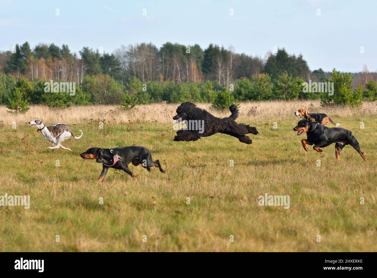 Group running dogs racing across hi-res stock photography and images ...