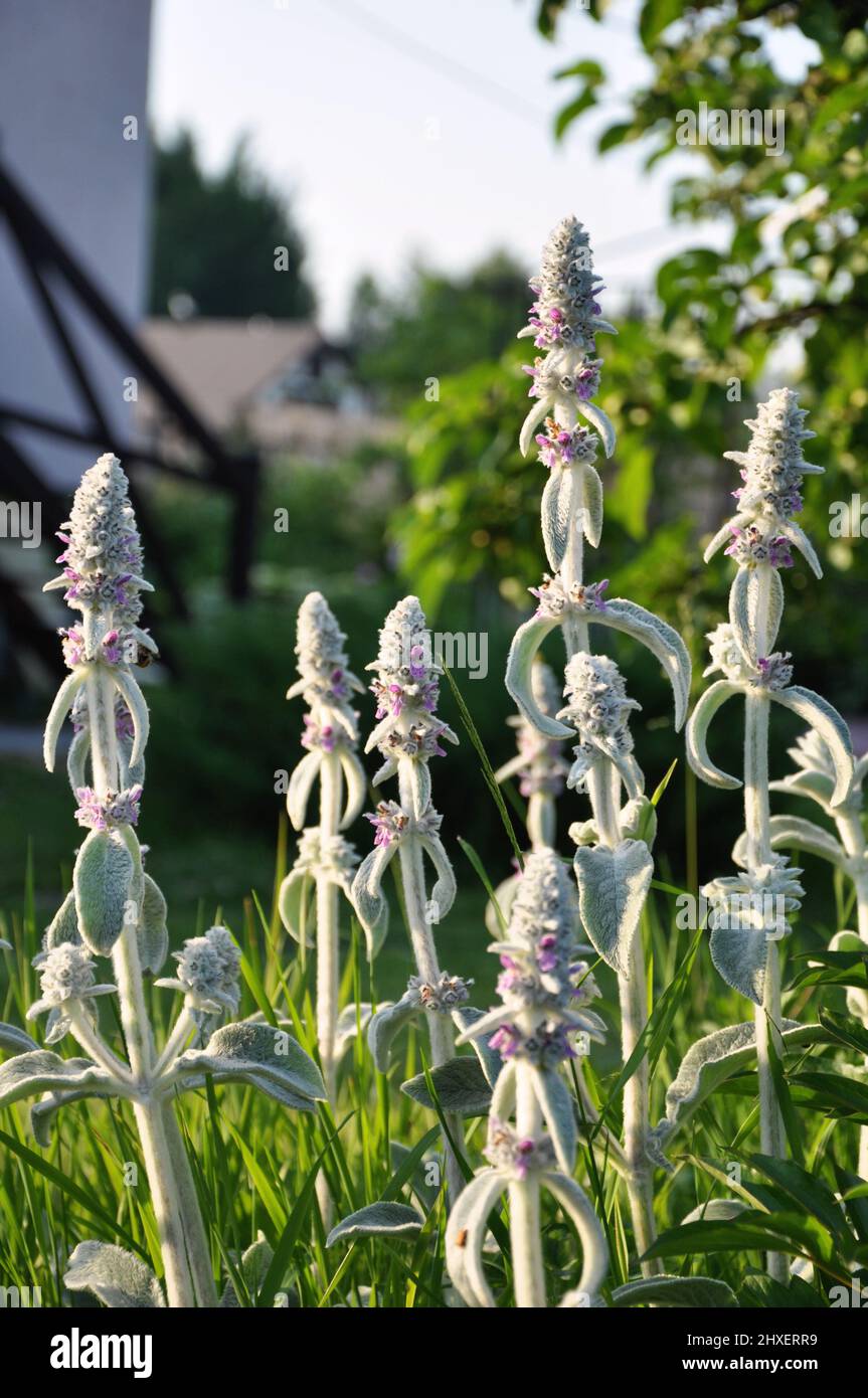 Flowers of Stachys byzantinaor lamb`s ears in summer sunlight, nature ...