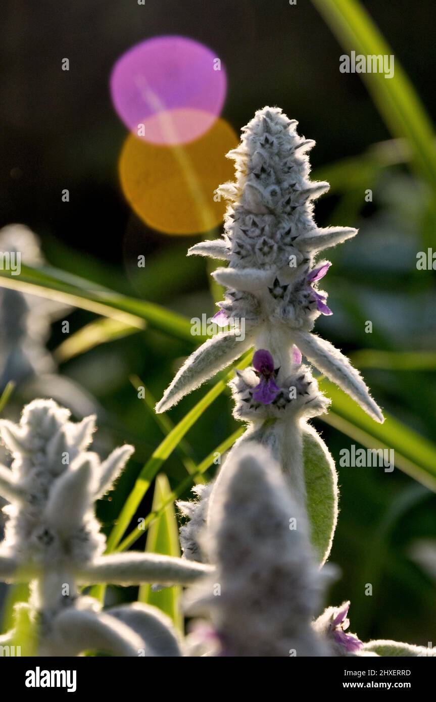 Lambs ears stachys byzantine hi-res stock photography and images - Alamy